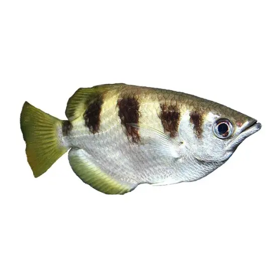 Cumpara - Pestele Arcaș (Toxotes jaculatrix)