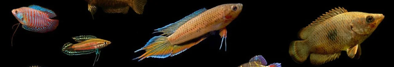 Pesti labirint - TopFish.md. Cumparati Pesti, plante si accesorii ...