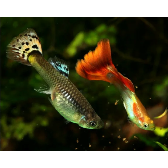 Cumpara - Guppy mix (Poecilia reticulata)