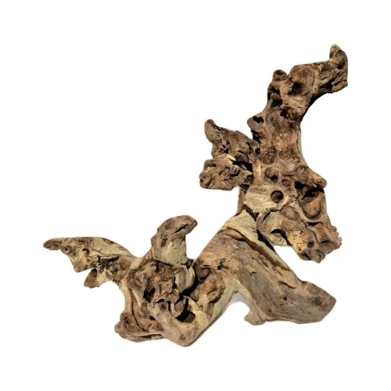 Cumpara - Radacina Coral Wood