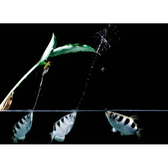 Cumpara - Pestele Arcaș (Toxotes jaculatrix)