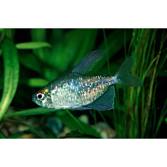 Cumpara - Tetra de diamant (Moenkhausia pittieri)